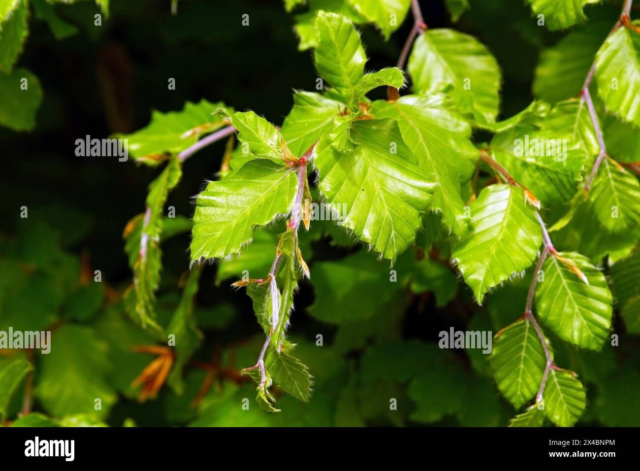 Beech branch with fresh young foliage close-up Stock Photo - Alamy