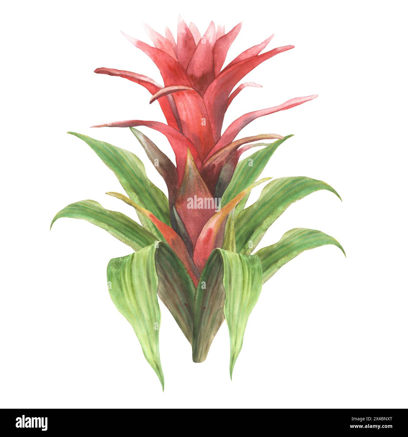 Tropical bromeliad flower, home plant. Living plants exotic red ...