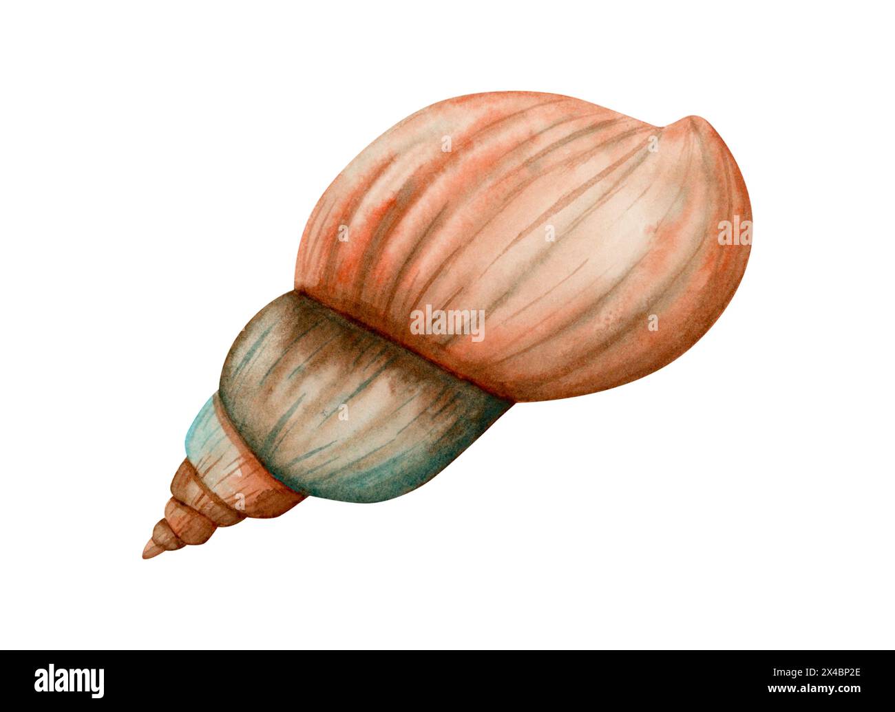 Spiral sea shell watercolor illustration. Monochrome freshwater snail ...