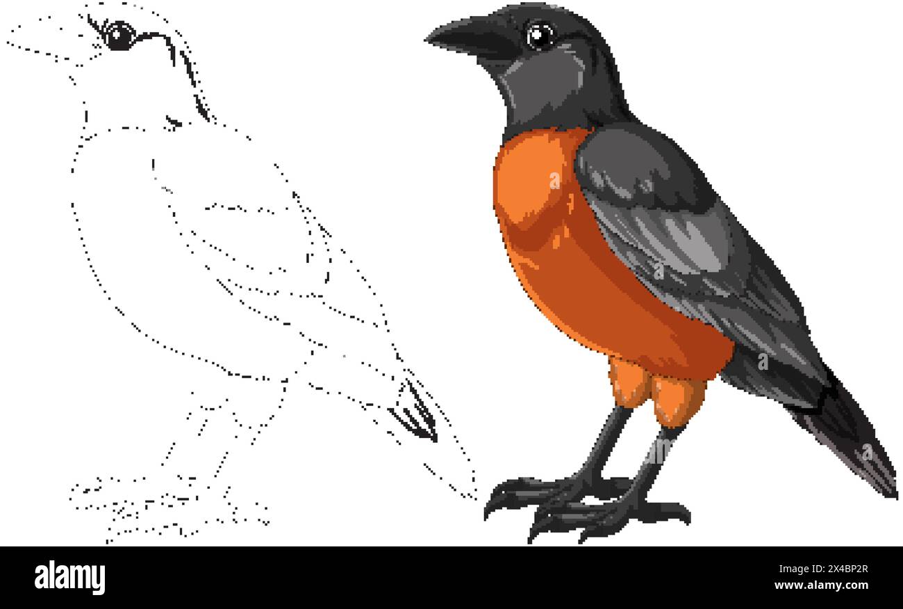 Sketch and colored illustration of a bird side by side Stock Vector ...