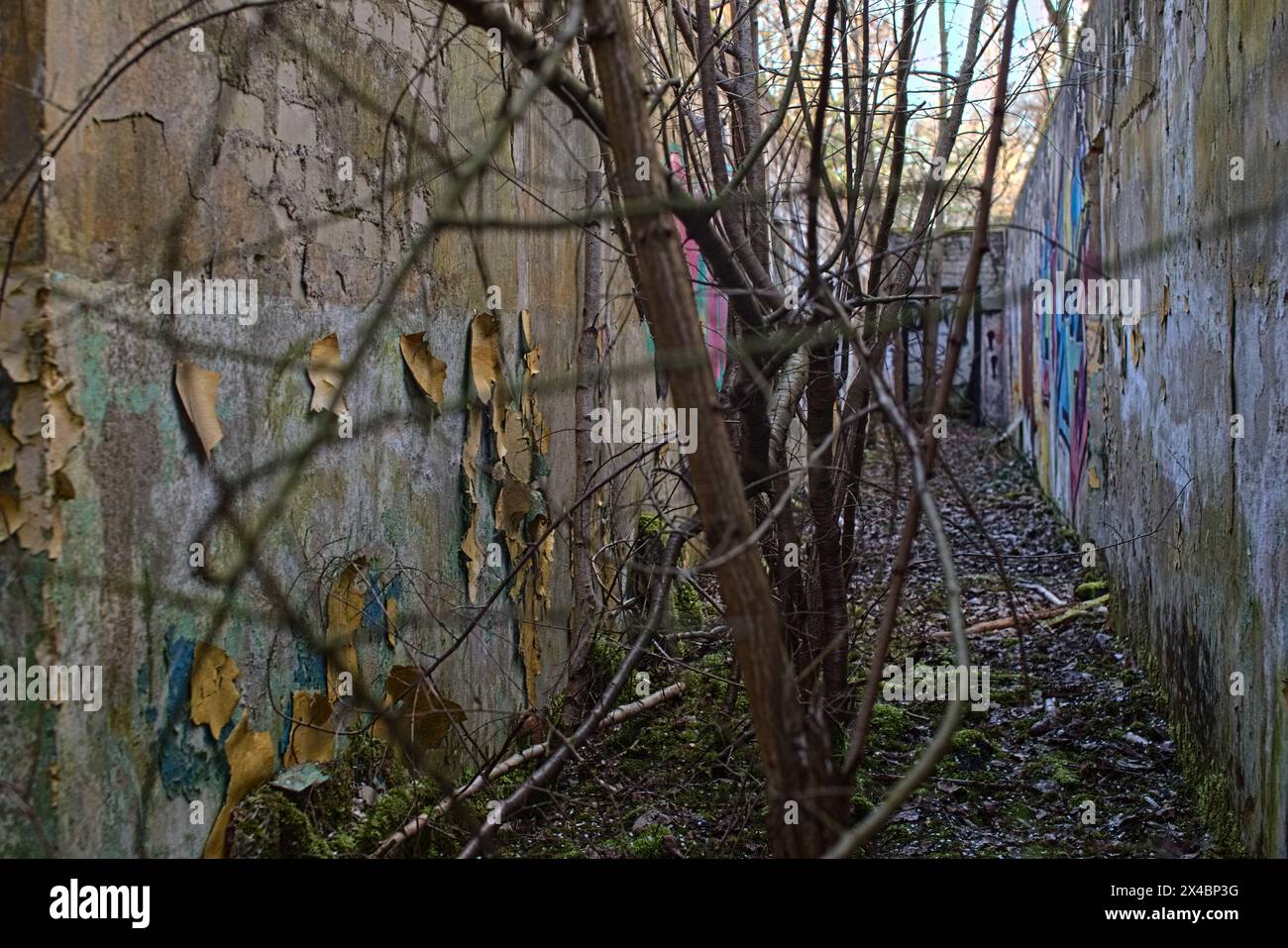 Roofless corridor inside a modern ruin blocked by trees growing inside ...