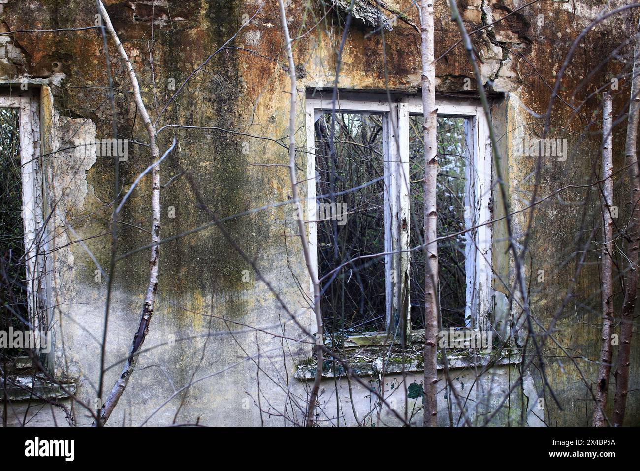 Window in abandoned roofless building with trees growing inside Stock ...