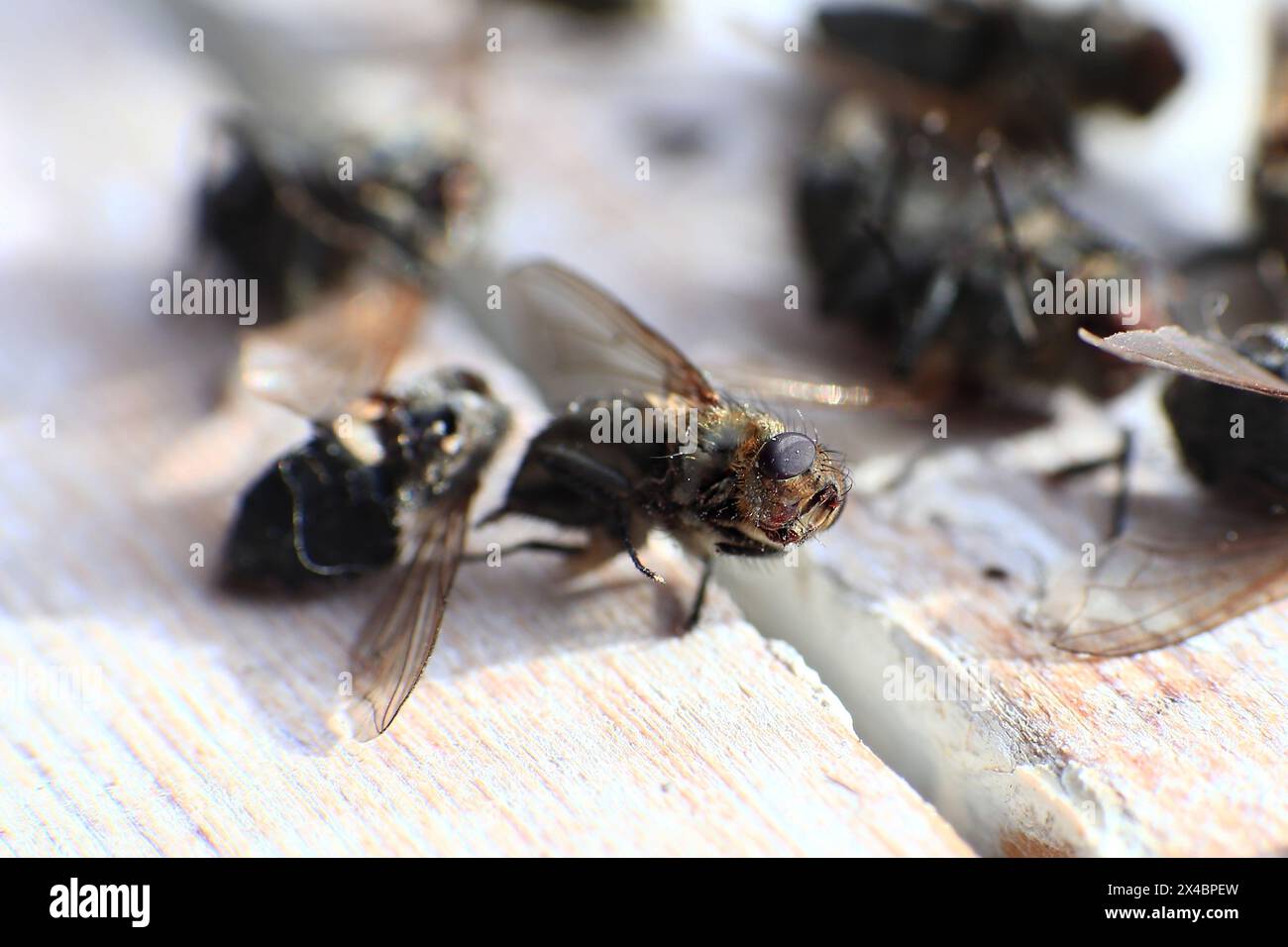 Dead flesh hi-res stock photography and images - Alamy