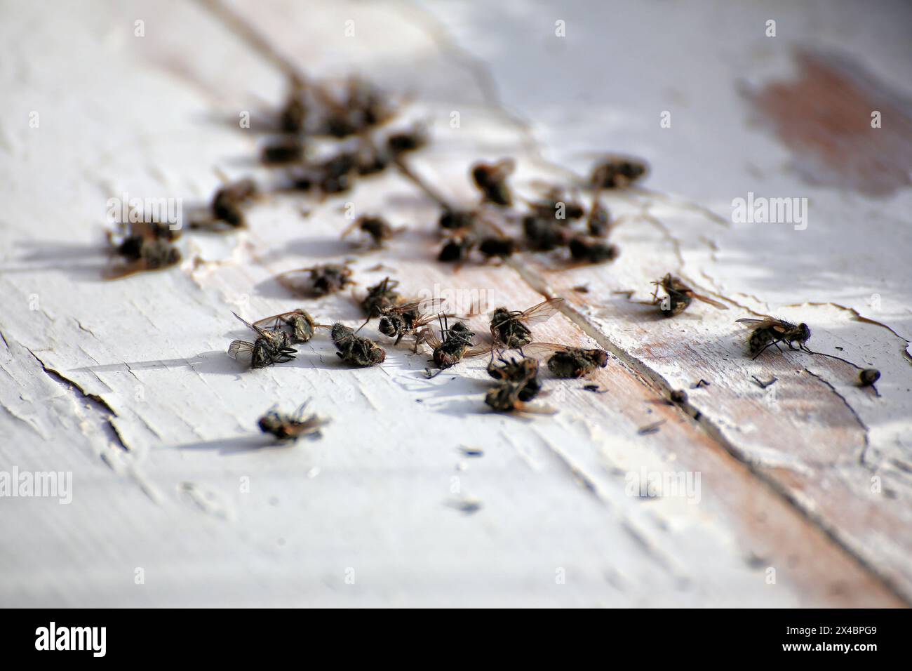 A heap of dead flesh flies (Sarcophaga species Stock Photo - Alamy