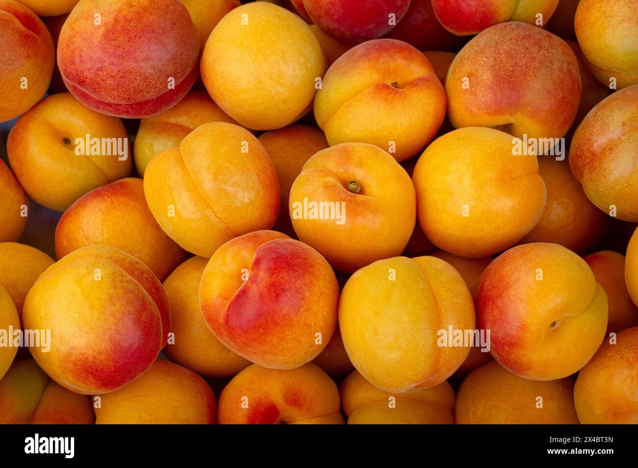 Fresh Apricots for sale at the market. Apricots have many nutrition and ...