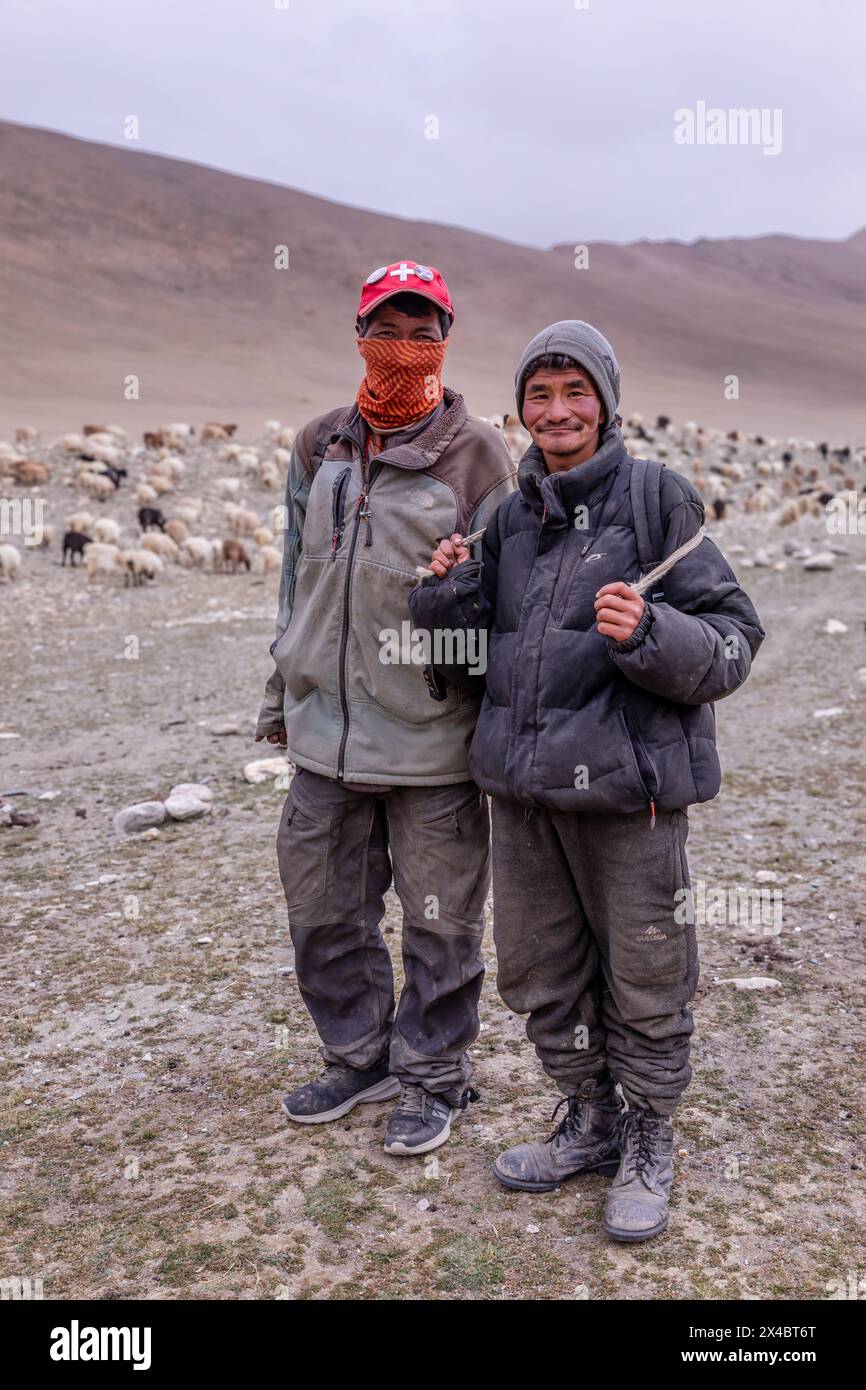 Changpa nomads with goats, Ladakh, India Stock Photo - Alamy
