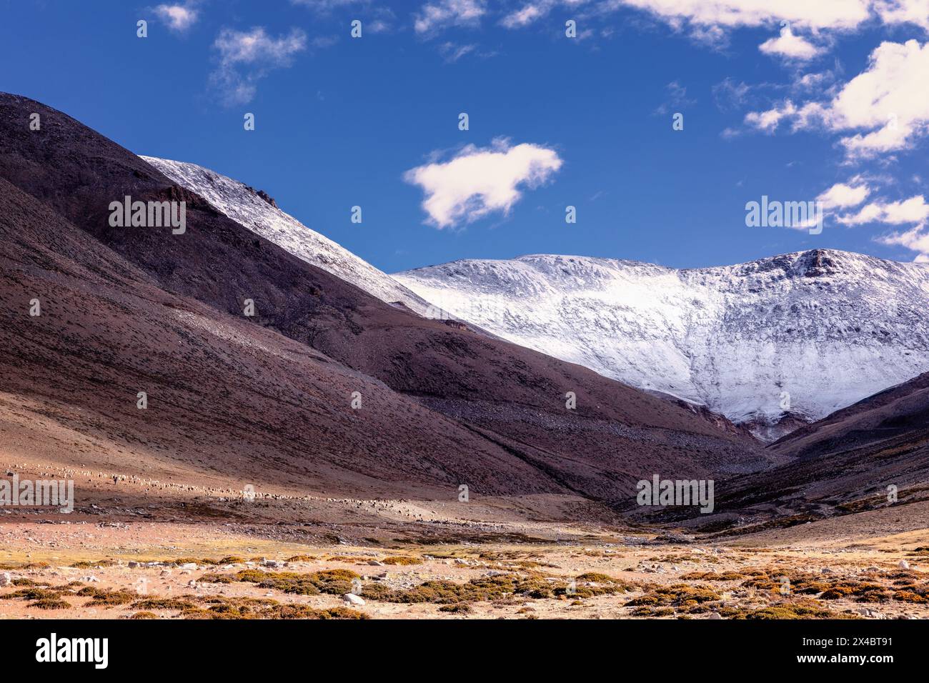 Changthangi hi-res stock photography and images - Alamy