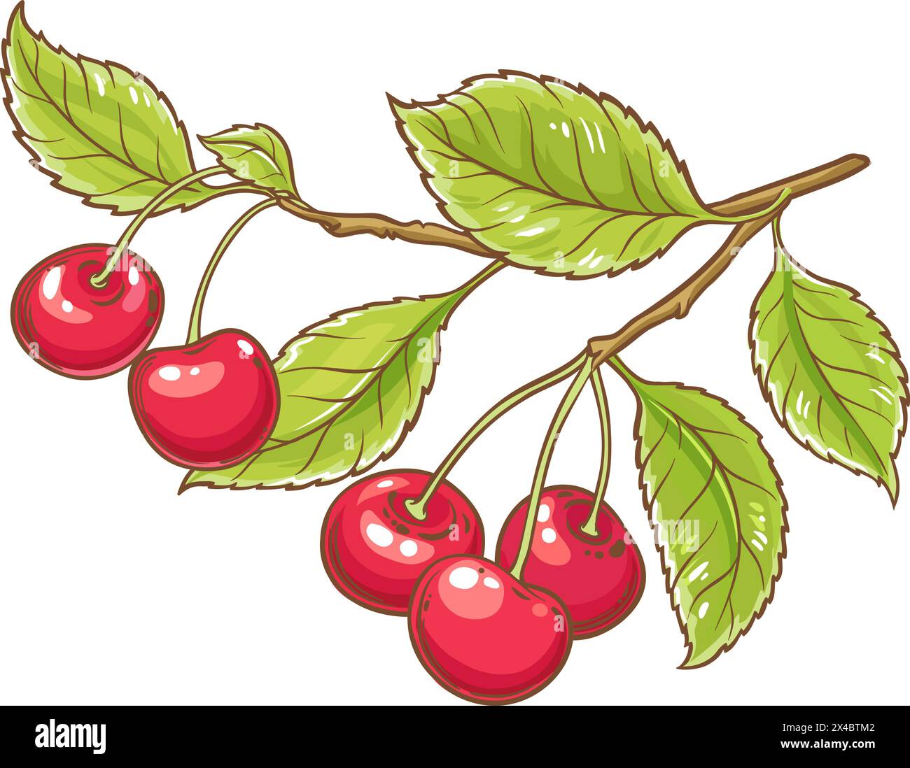 Cherry Branch Colored Detailed Illustration Stock Vector Image & Art ...