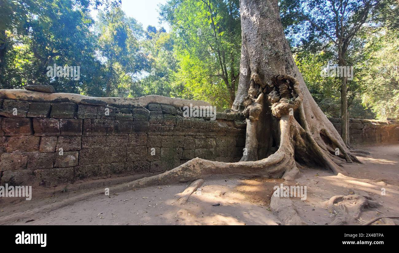 Ta Prohm Temple in Angkor Wat with huge trree roots Stock Photo - Alamy