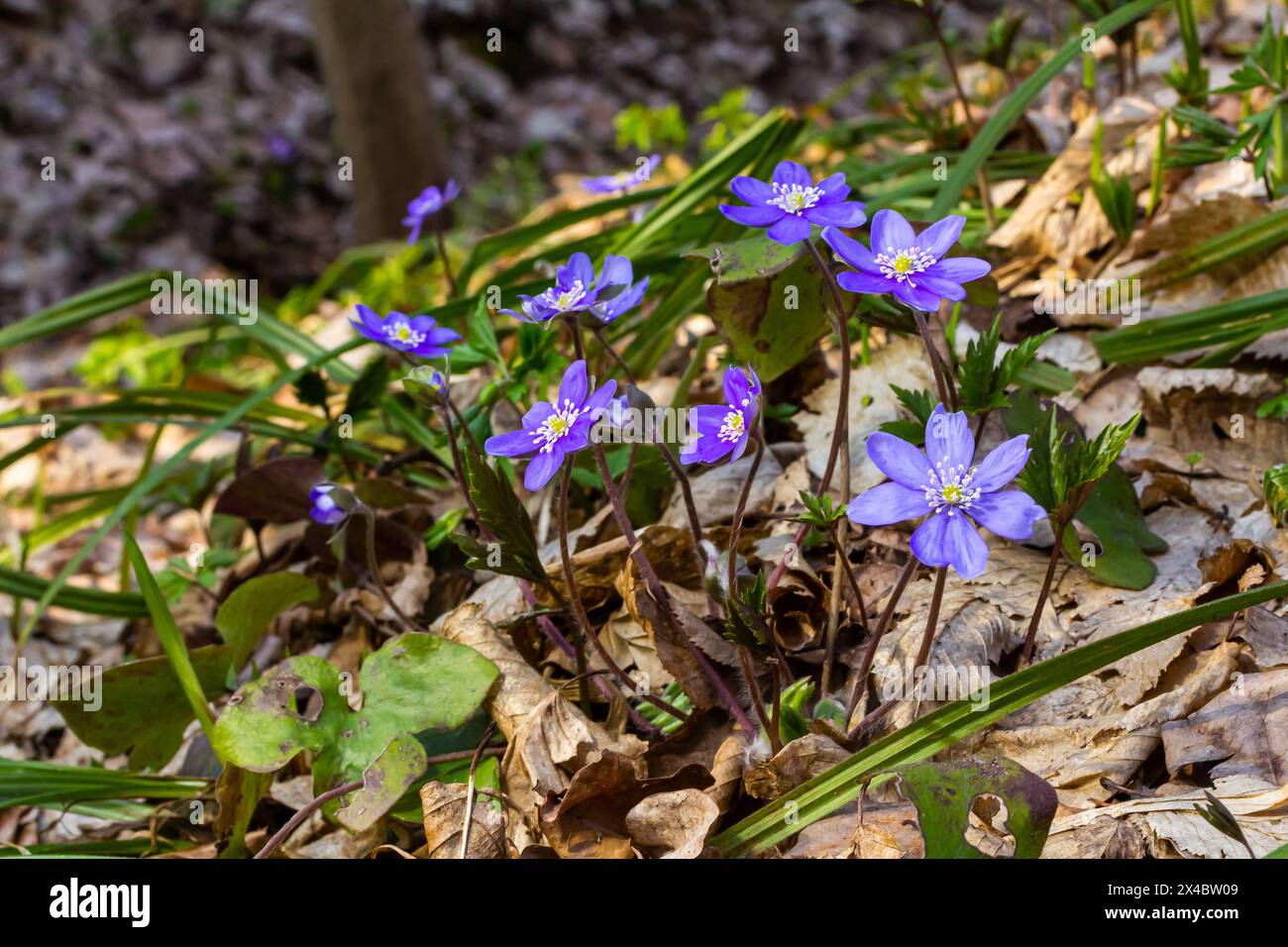 A delicate and elegant image of Hepatica nobilis, liverleaf or ...