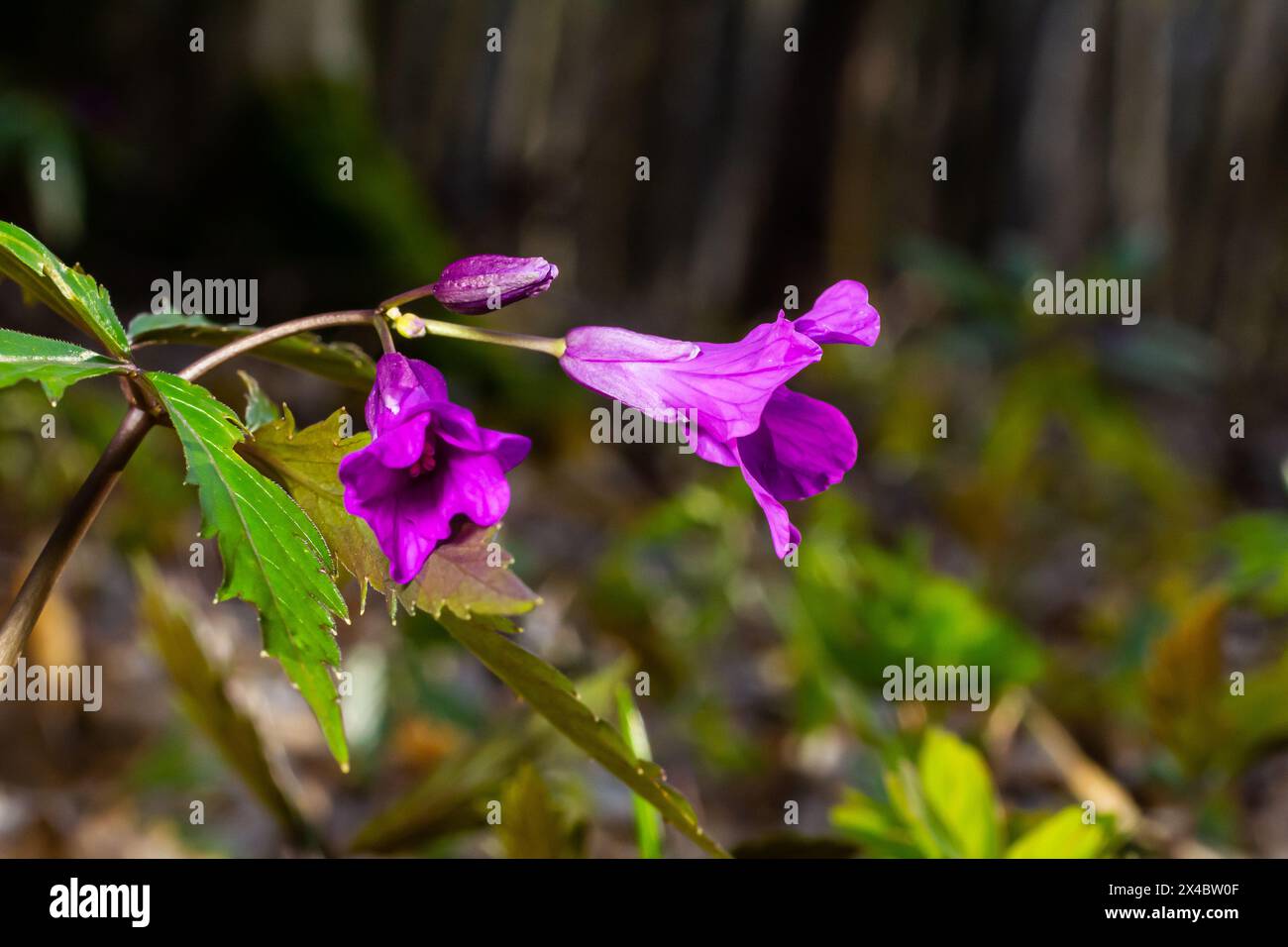 Dentaria glandulosa. Purple flowers in the spring forest Stock Photo ...