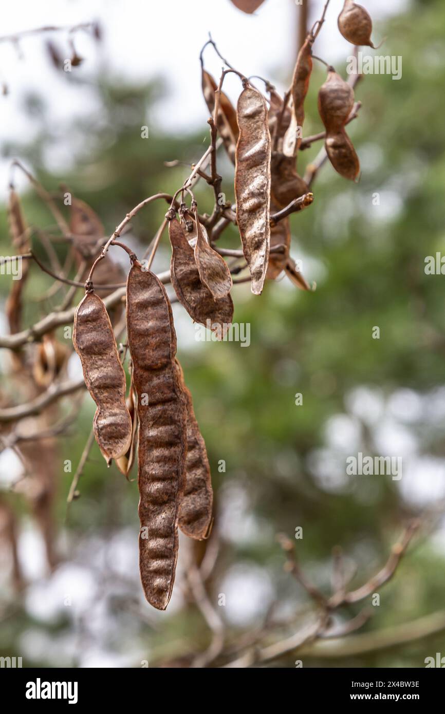 Acacia tree hanging seed hi-res stock photography and images - Alamy