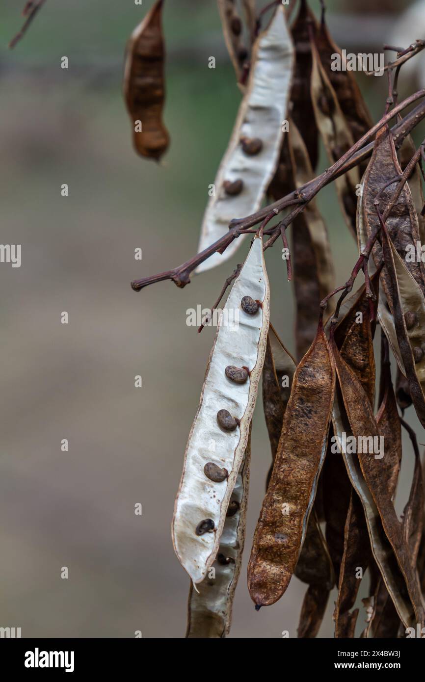 Acacia tree hanging seed hi-res stock photography and images - Alamy