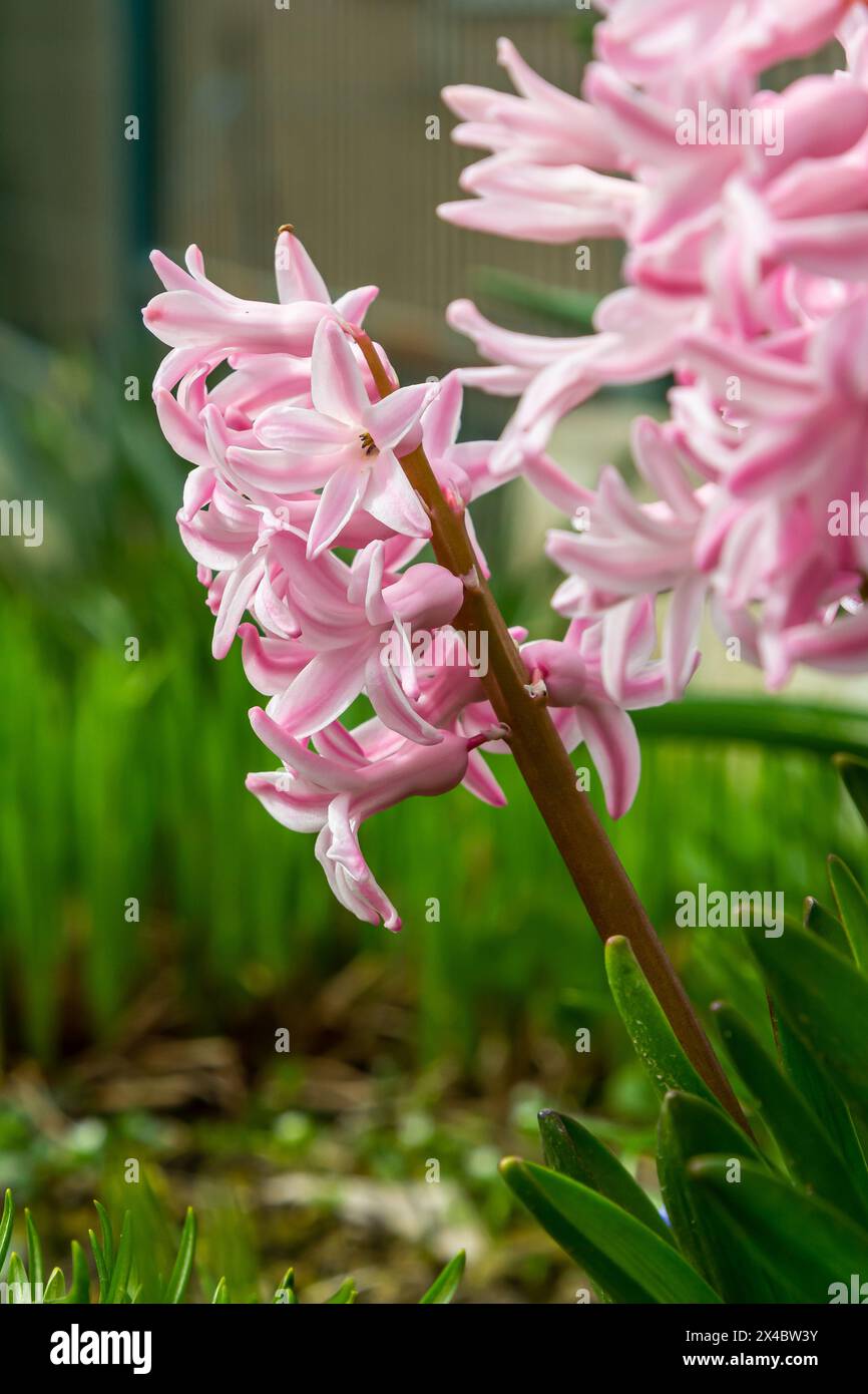 Pink Hyacinthus in a garden. Traditional spring flower Stock Photo - Alamy