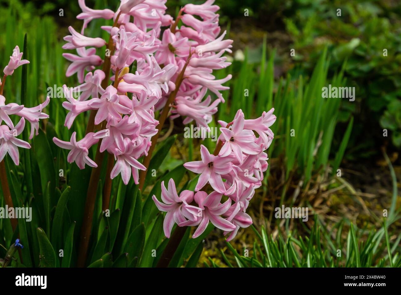 Pink Hyacinthus in a garden. Traditional spring flower Stock Photo - Alamy