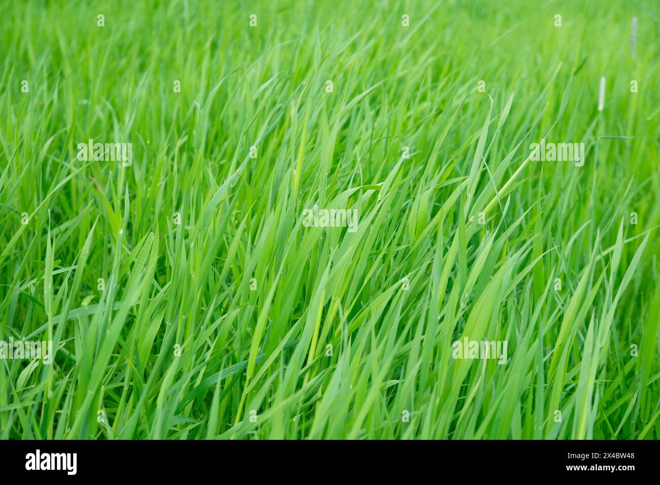 green fresh spring grass swaying, flutter in strong wind, stormy ...