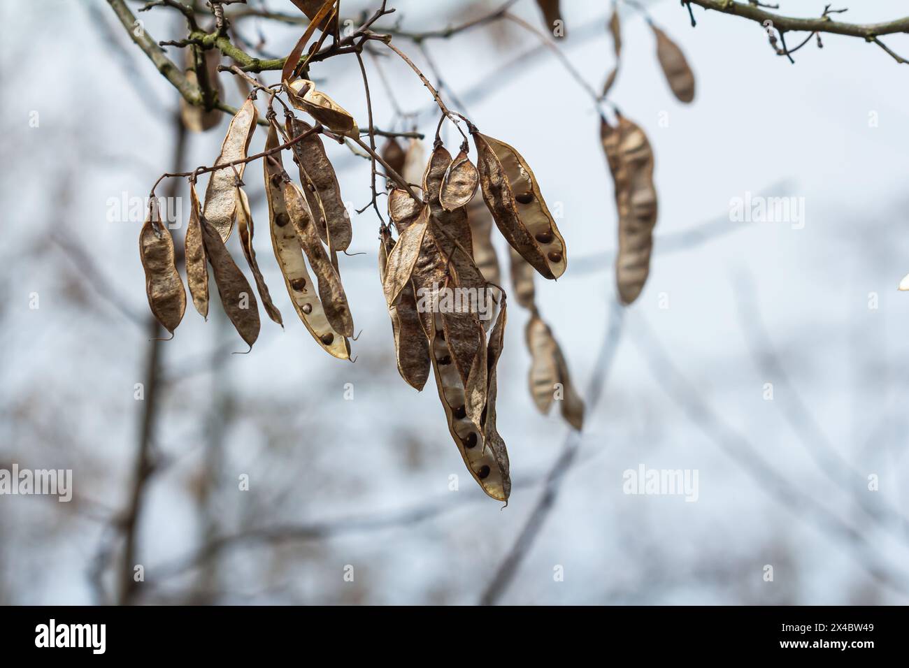 Close up of a brown color 'Robinia pseudoacacia' seed pod against a ...