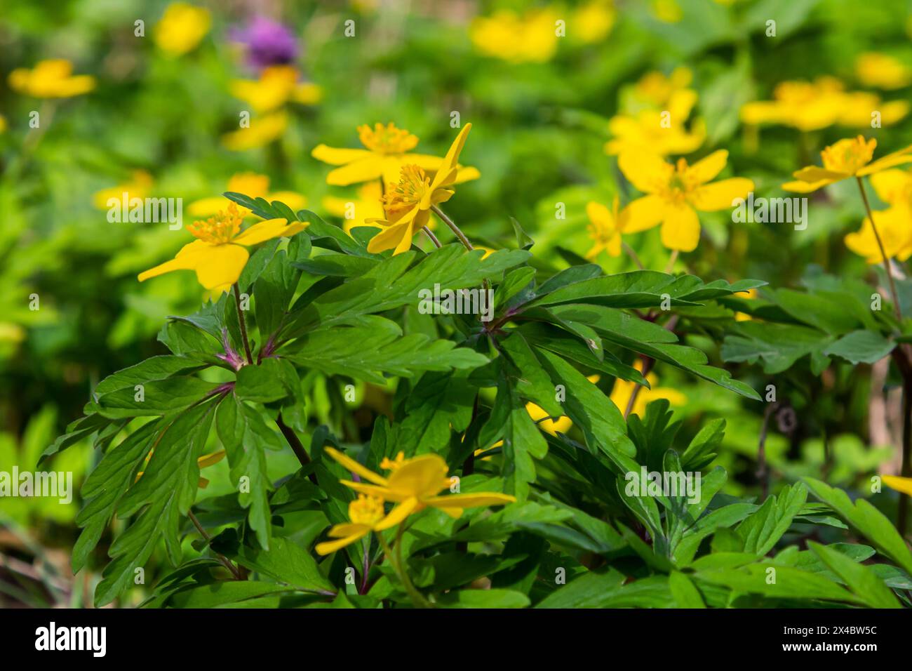 yellow anemone, yellow wood anemone, or buttercup anemone, in latin ...