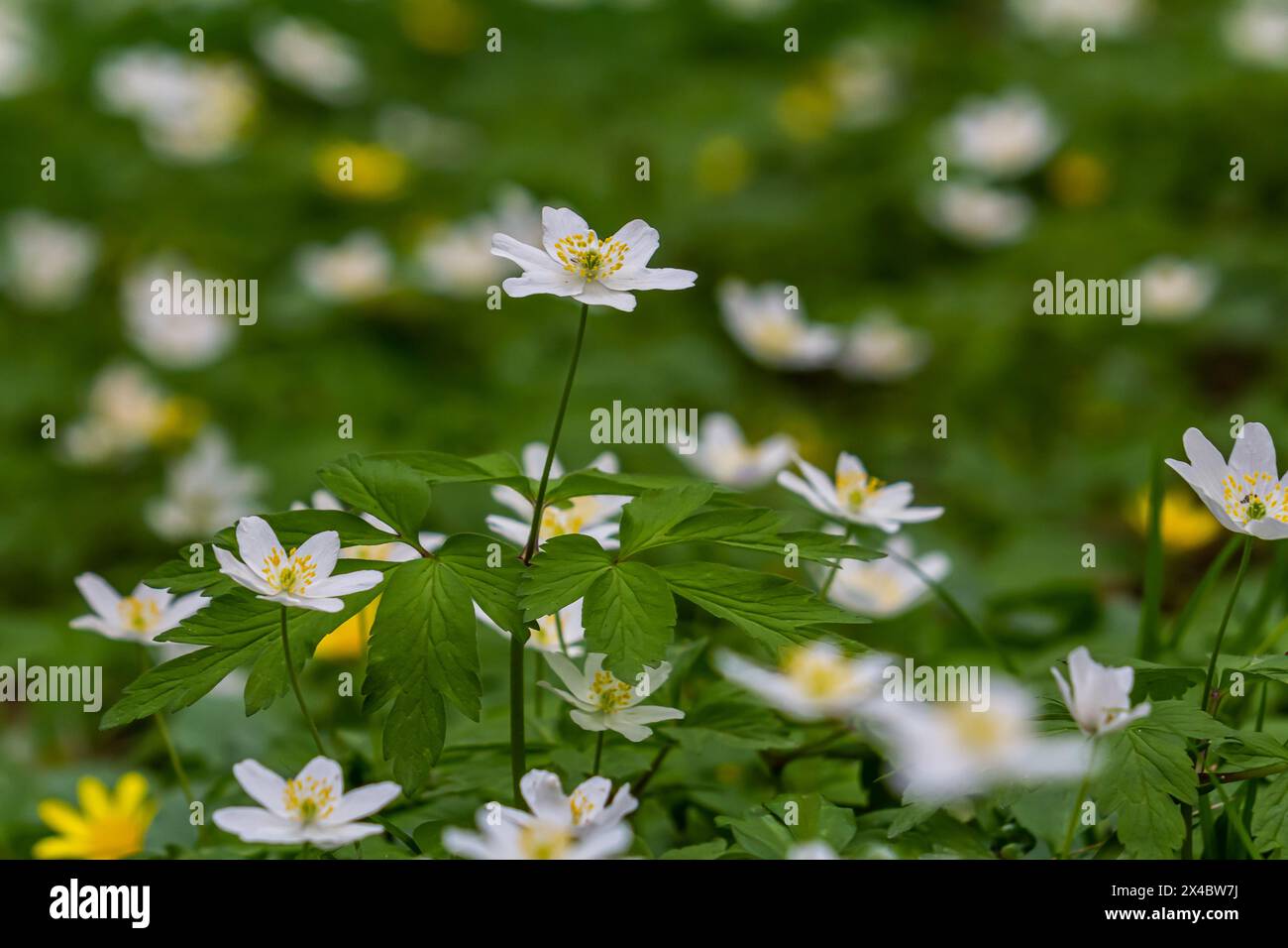 The many white wild flowers in spring forest. Blossom beauty, nature ...