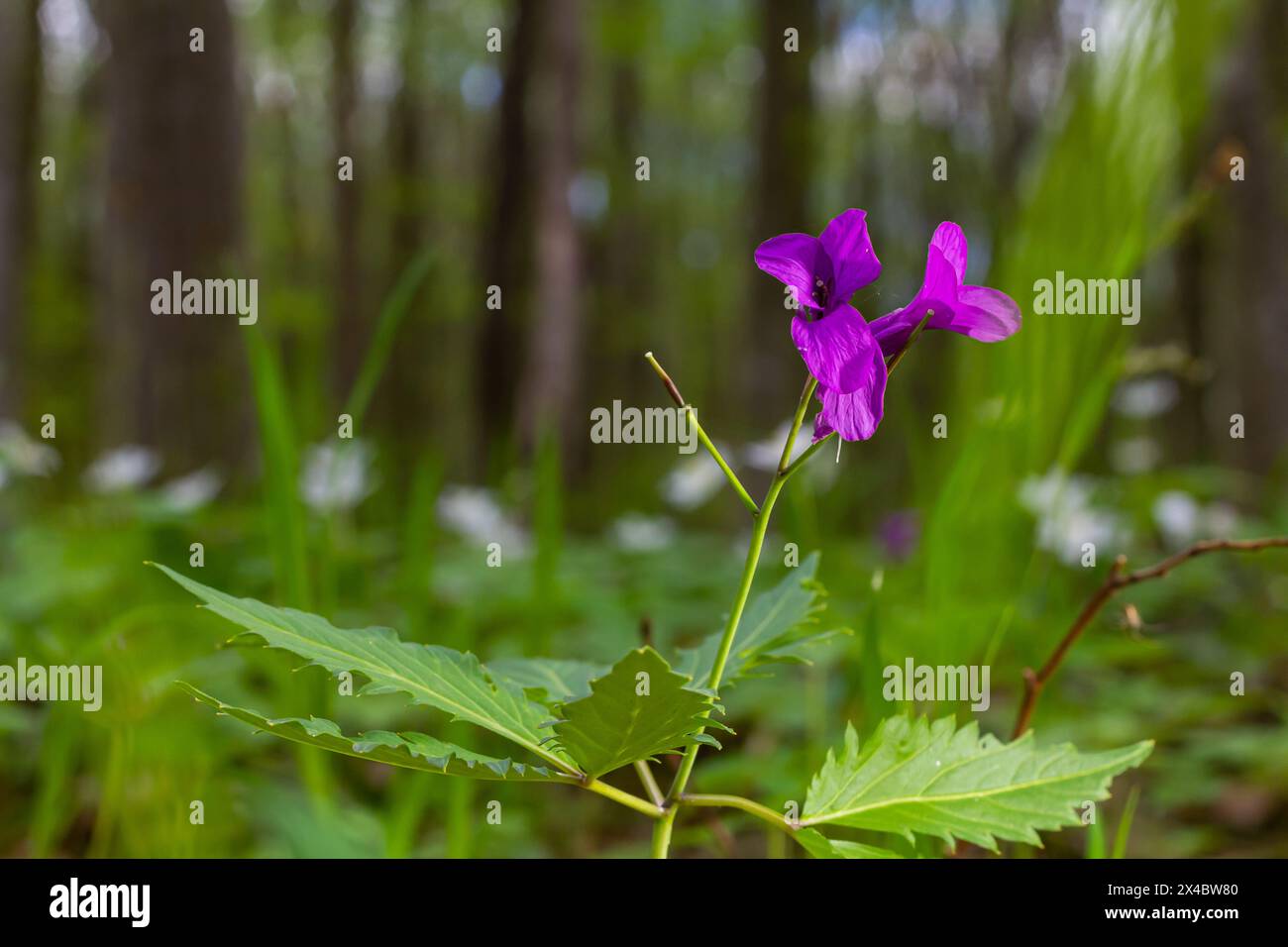 Dentaria glandulosa. Purple flowers in the spring forest Stock Photo ...