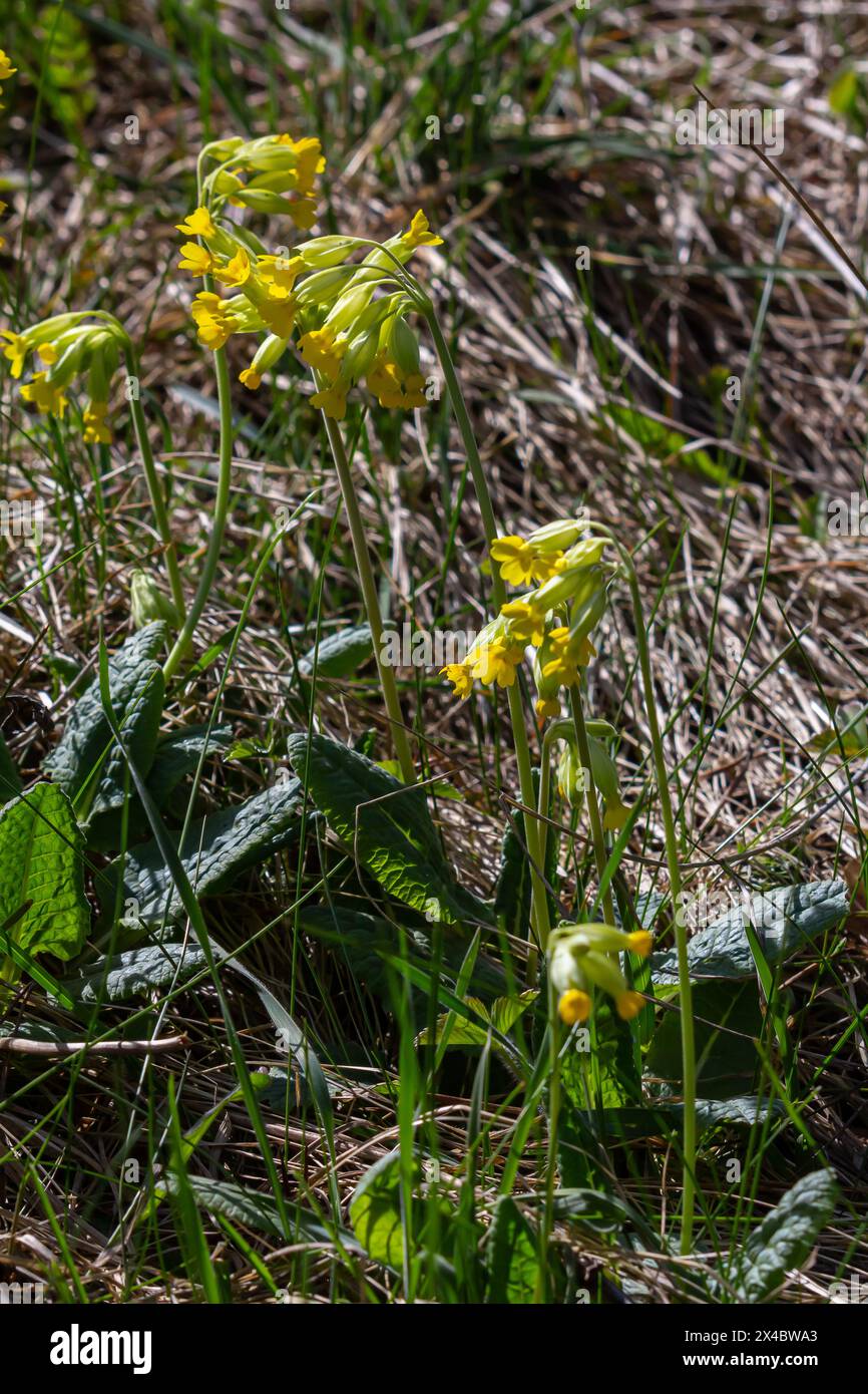 Yellow Primula veris cowslip, common cowslip, cowslip primrose on soft ...
