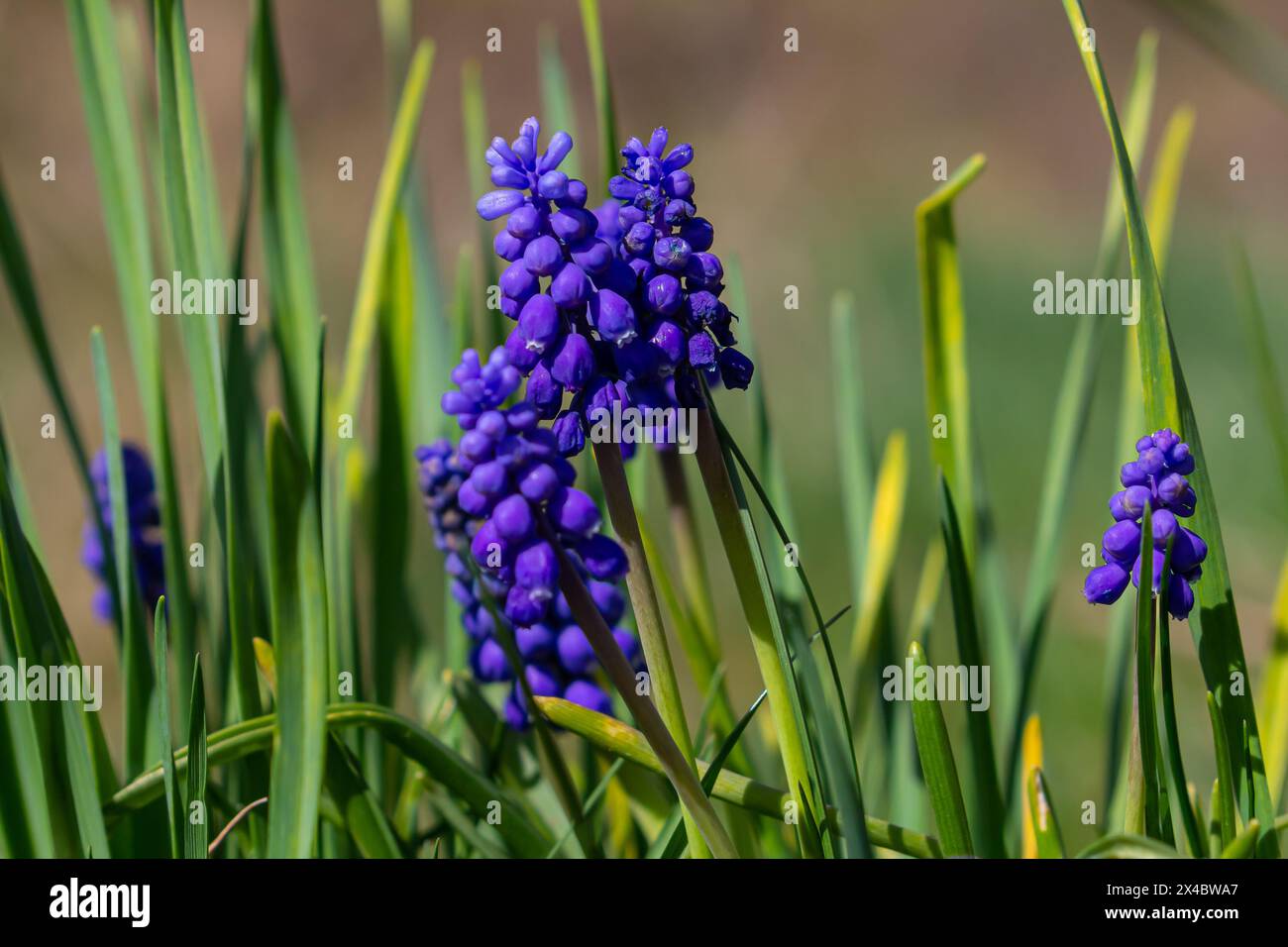 Blue buds flowers Muscari armeniacum or Grape Hyacinth. Viper bow Stock ...