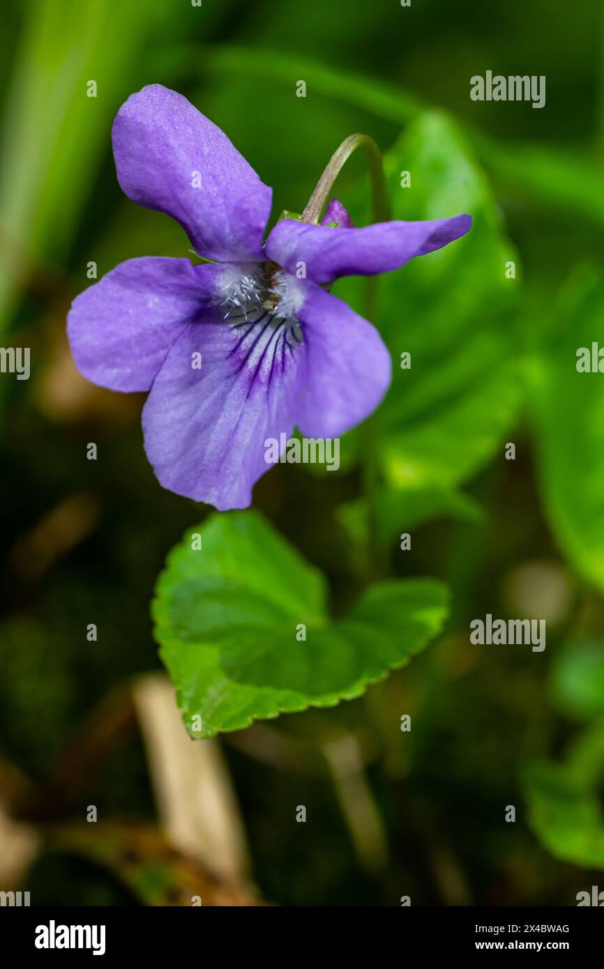 Viola odorata. Scent-scented. Violet flower forest blooming in spring ...