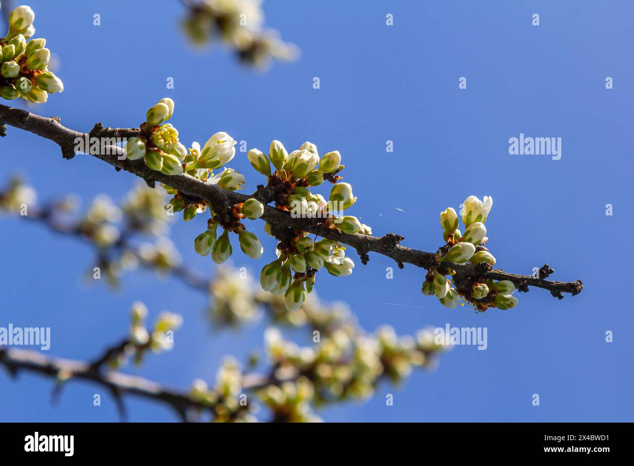 Prunus Cerasifera Blooming white plum tree. White flowers of Prunus ...