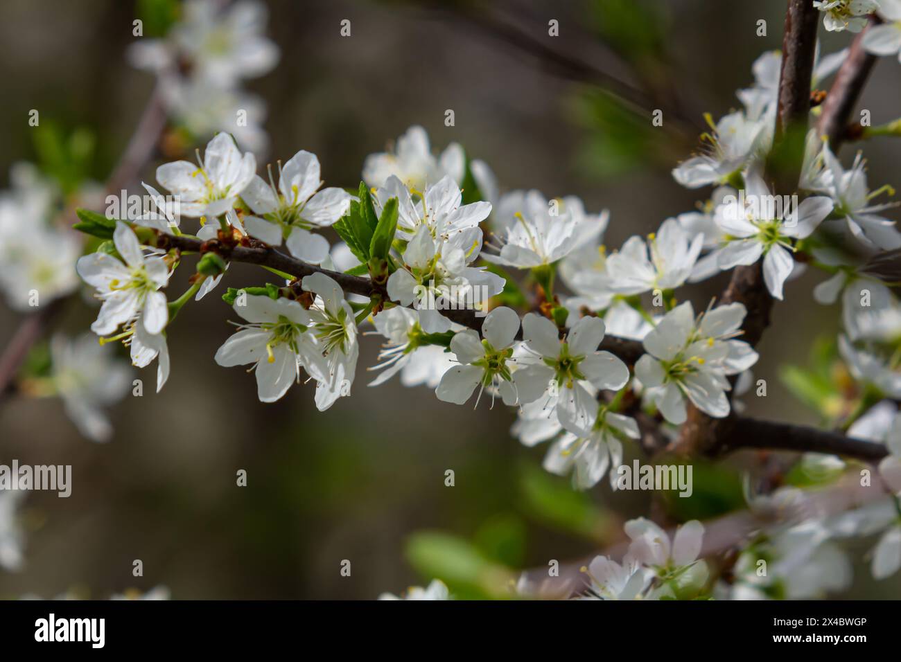 Prunus Cerasifera Blooming white plum tree. White flowers of Prunus ...