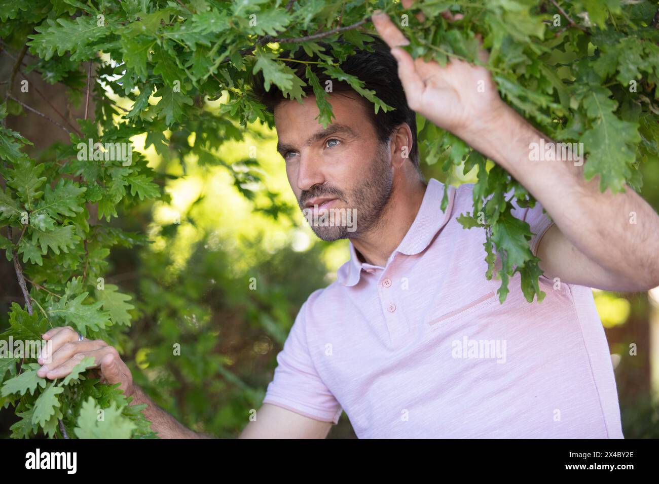 Stand alone oak tree hi-res stock photography and images - Alamy