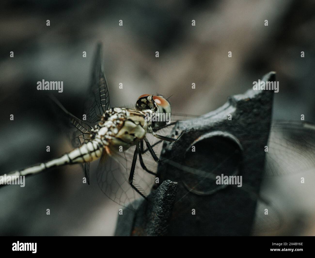 The Australian emperor dragonfly, also known as the yellow emperor dragonfly, scientific name ...