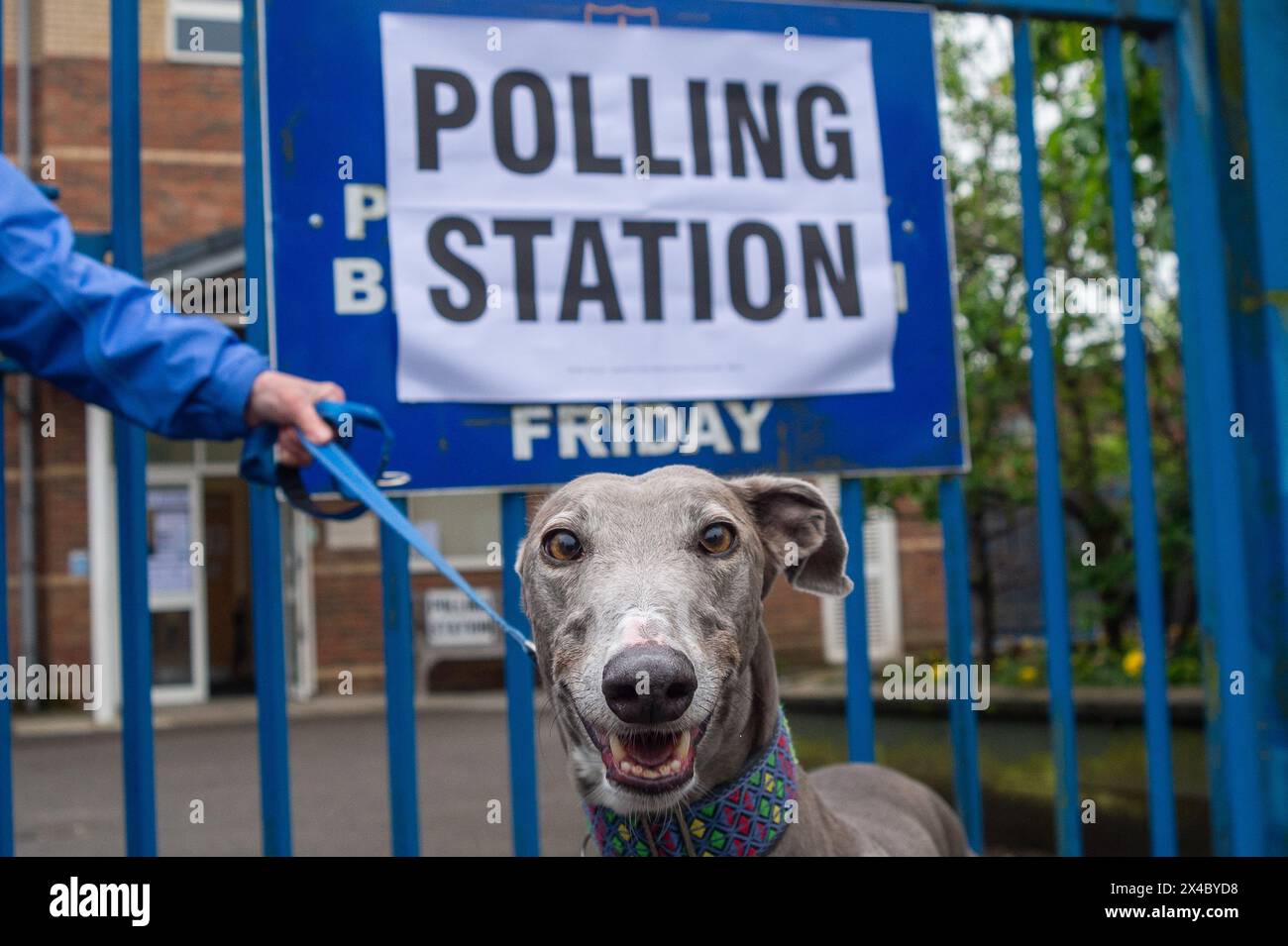 Rescue greyhound hi-res stock photography and images - Alamy