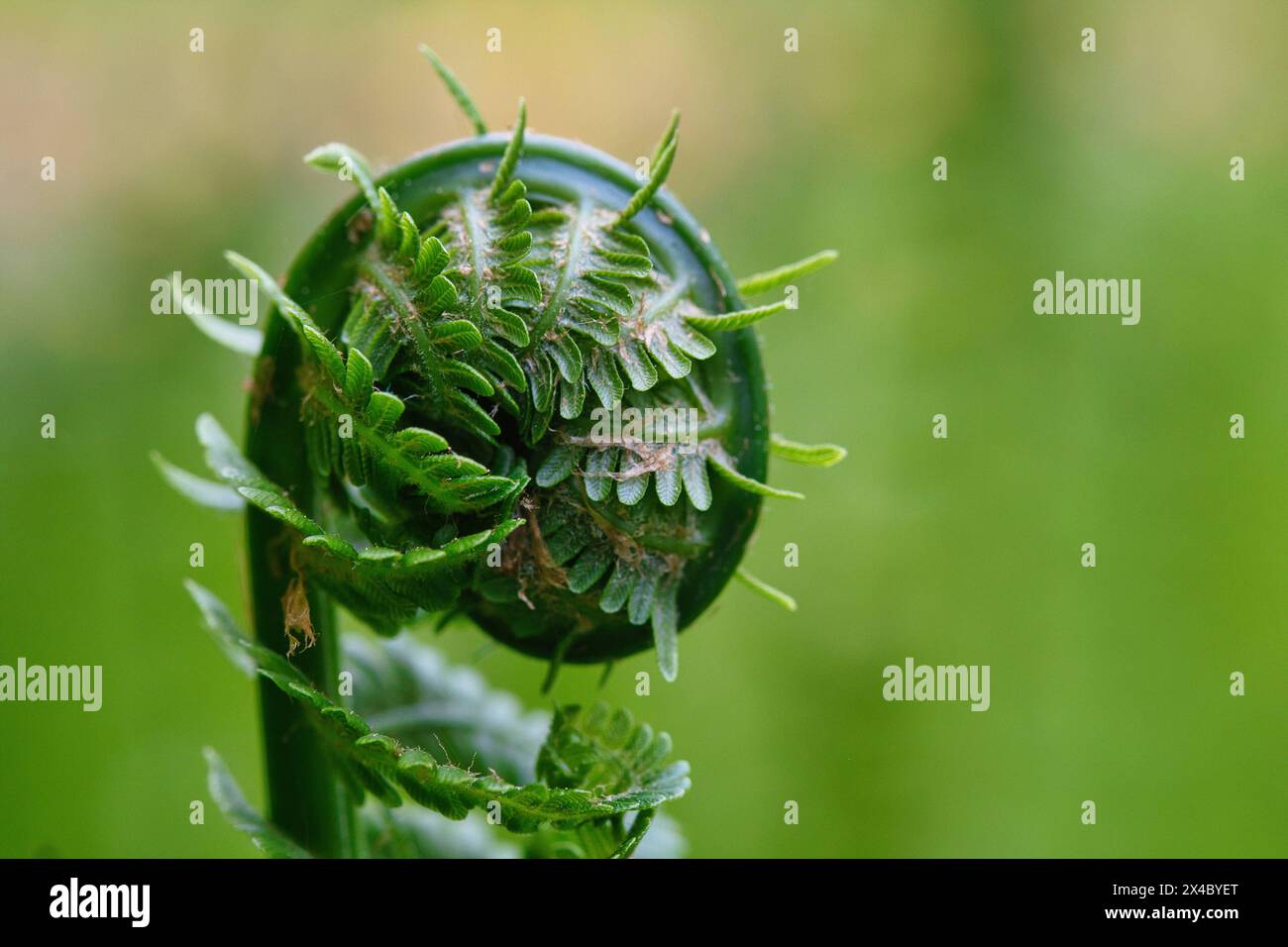 Farn rollt die Spitzen aus *** Fern rolls out the tips Stock Photo - Alamy