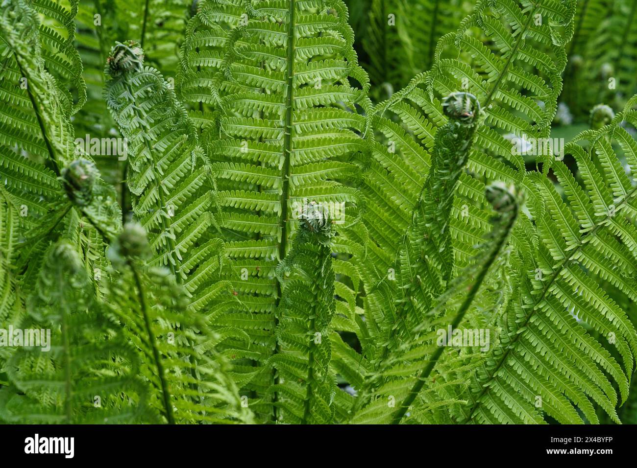 Farn rollt die Spitzen aus *** Fern rolls out the tips Stock Photo - Alamy