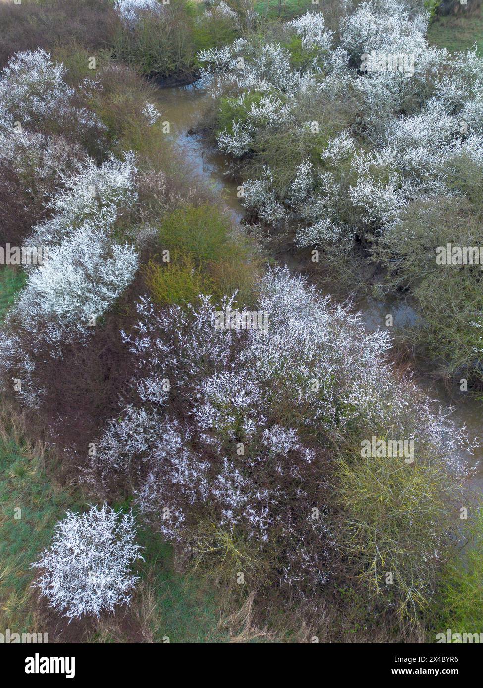 River Ray with thick shrubs including flowering Blackthorn either side ...