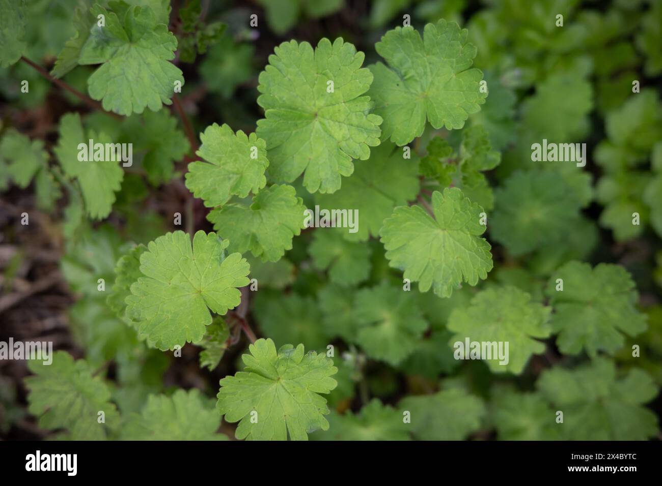 Round leaved Cranesbill leaves Stock Photo - Alamy