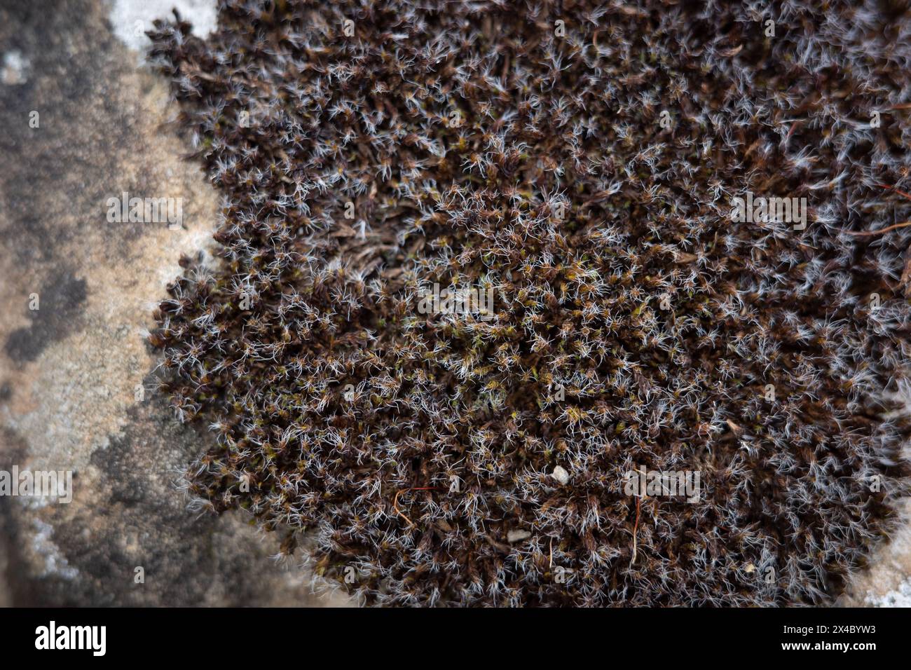 Patch of dry Screw moss, Syntrichia sp Stock Photo - Alamy