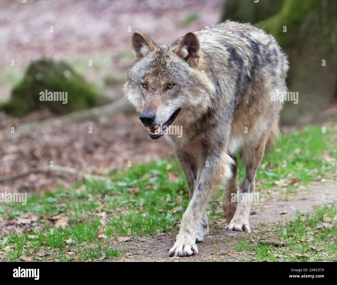 Wolf Europaeischer Grauwolf in Aktion Wolf Grauwolf *** Wolf European ...