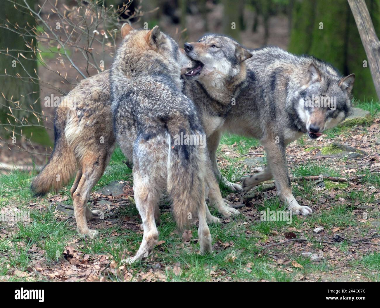 Wolf Europaeischer Grauwolf in Aktion Wolf Grauwolf *** Wolf European ...