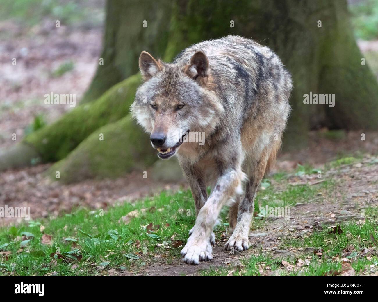 Wolf Europaeischer Grauwolf in Aktion Wolf Grauwolf *** Wolf European ...