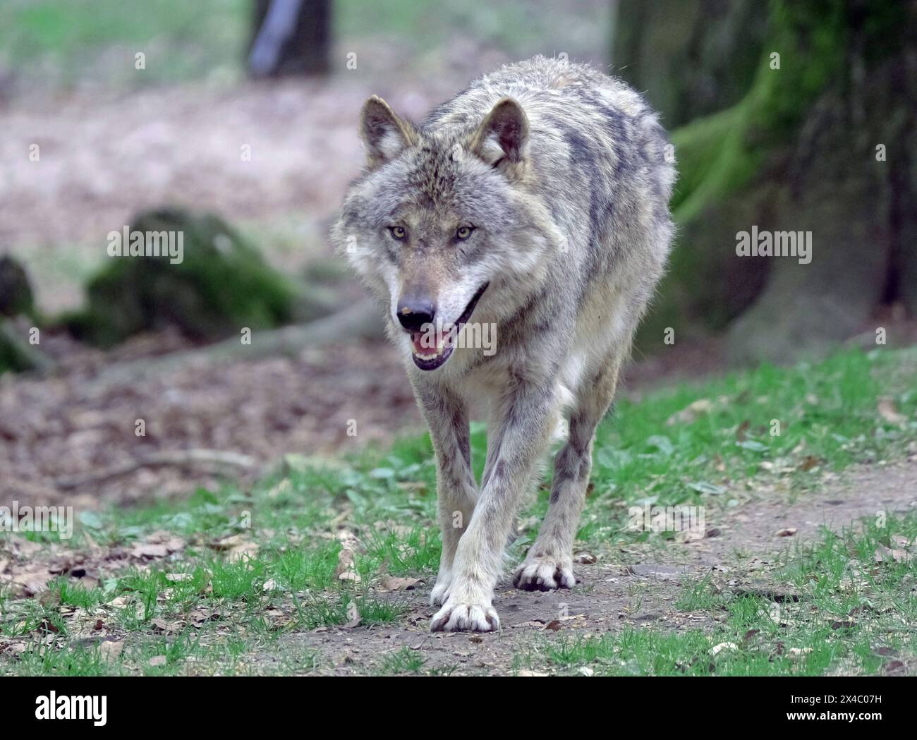 Wolf Europaeischer Grauwolf in Aktion Wolf Grauwolf *** Wolf European ...