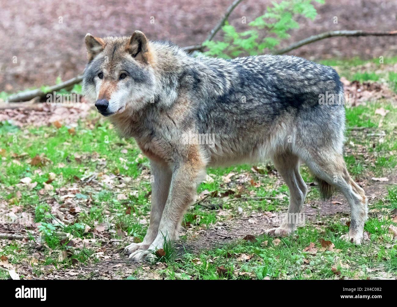 Wolf Europaeischer Grauwolf in Aktion Wolf Grauwolf *** Wolf European ...