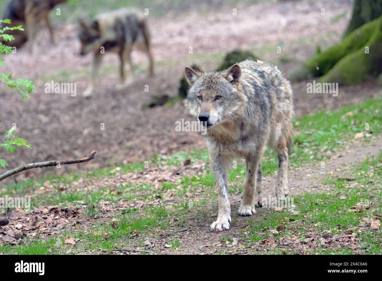 Wolf Europaeischer Grauwolf in Aktion Wolf Grauwolf *** Wolf European ...