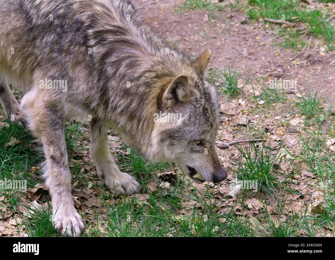 Wolf Europaeischer Grauwolf in Aktion Wolf Grauwolf *** Wolf European ...