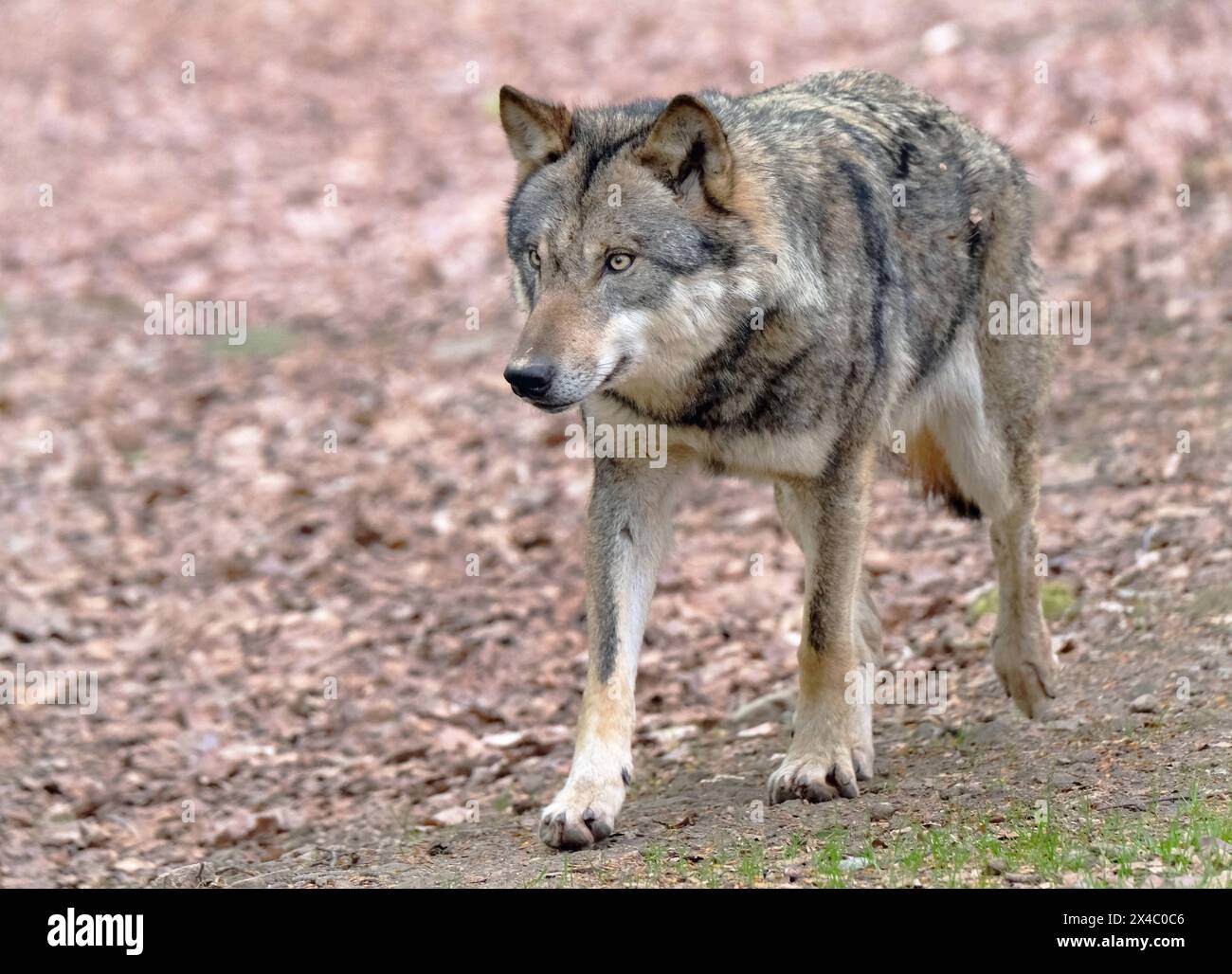 Wolf Europaeischer Grauwolf in Aktion Wolf Grauwolf *** Wolf European ...