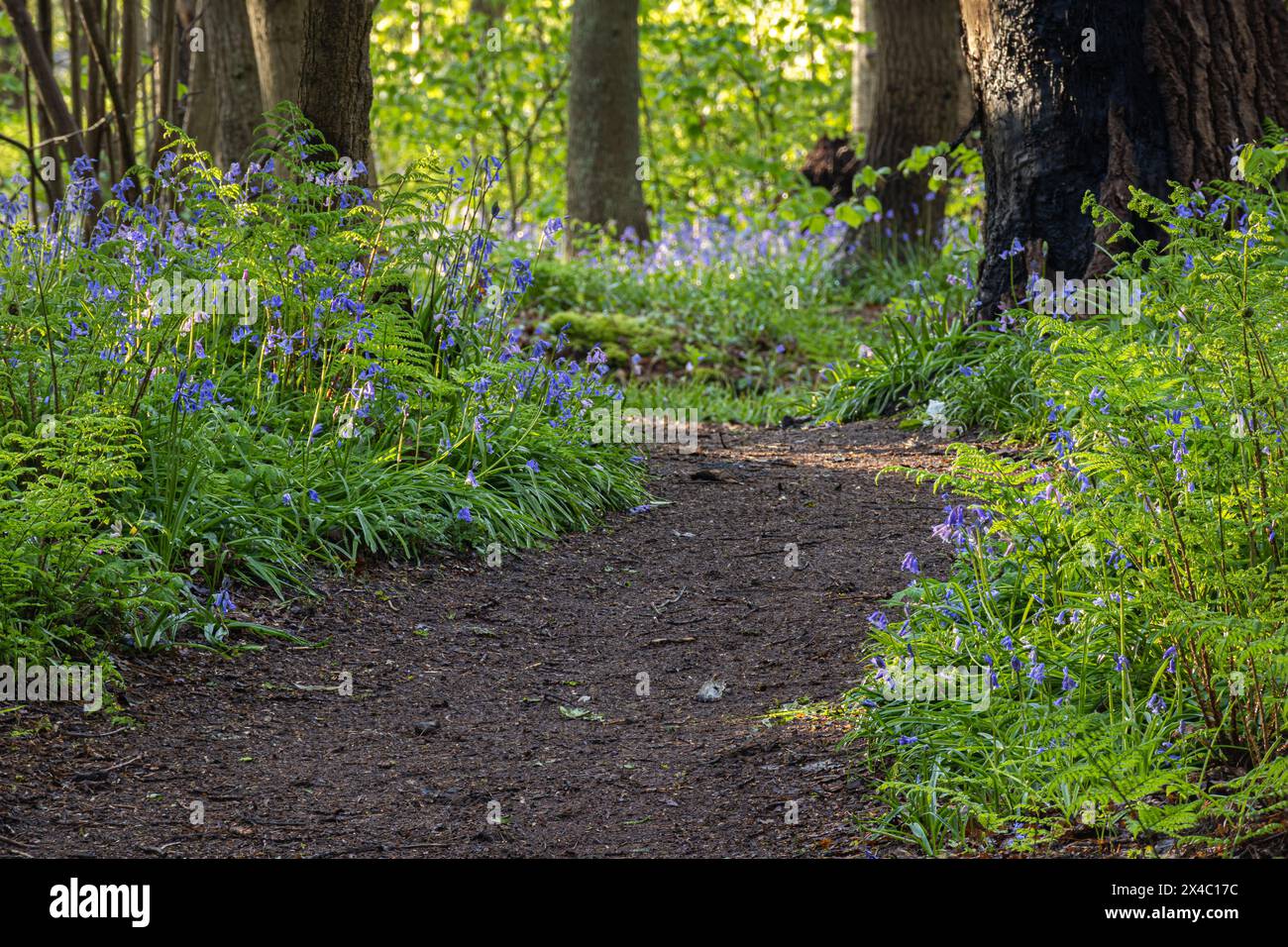 Winding path through the forest with wild hyacinths in Wildrijk.In ...