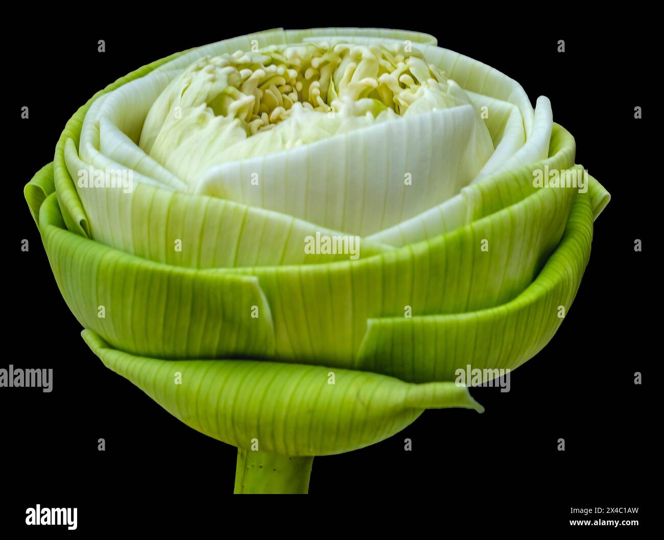 Lotus bud, Grand Palace, Bangkok, Thailand. Lotus bud white center ...