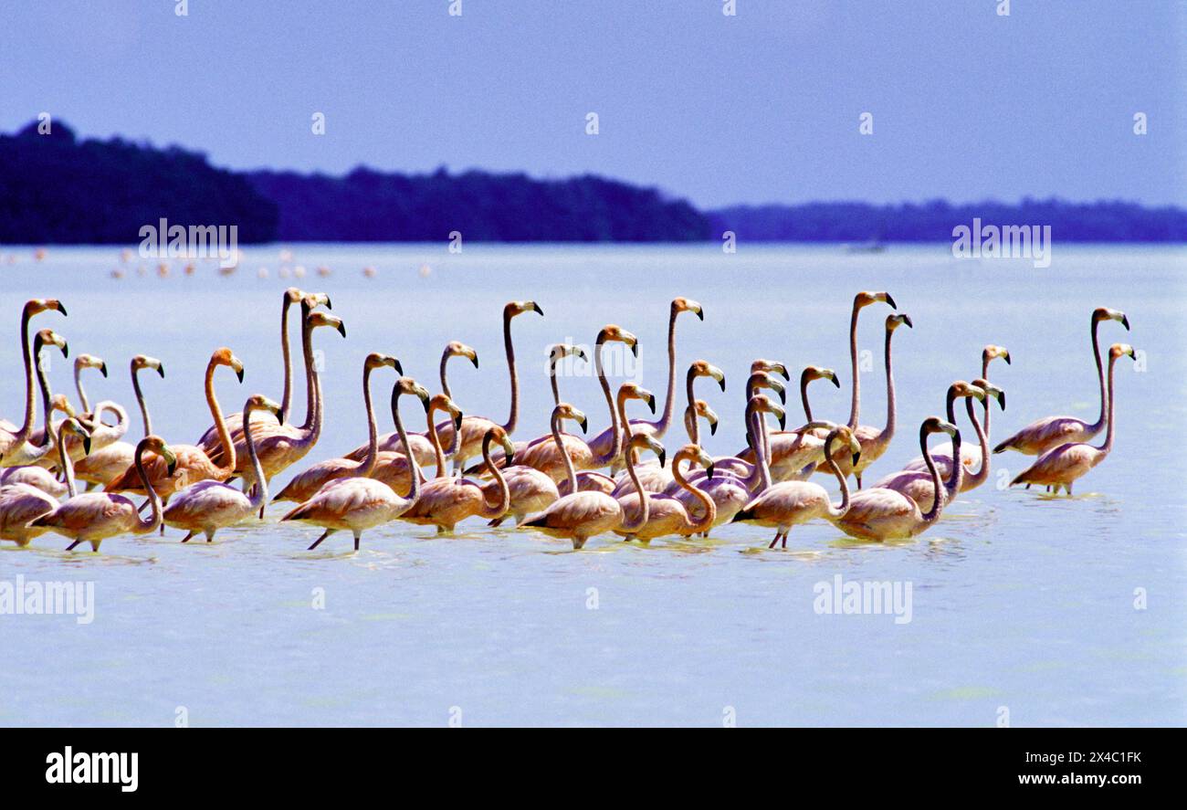 Flamingos at Laguna Oviedo, Barahona, Dominican Republic Stock Photo ...