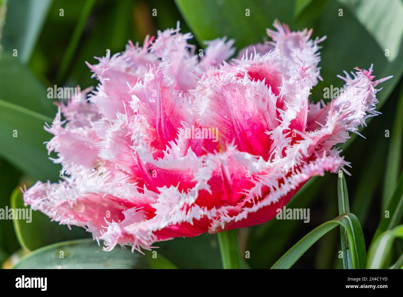 Netherlands, South Holland, Lisse. Red, pink and white frilled tulip ...