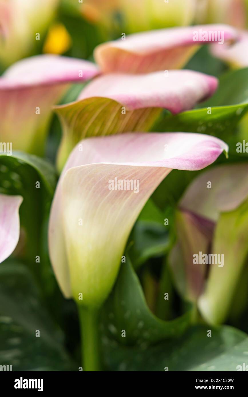 Netherlands, South Holland, Lisse. Cala lilies in a formal garden Stock ...